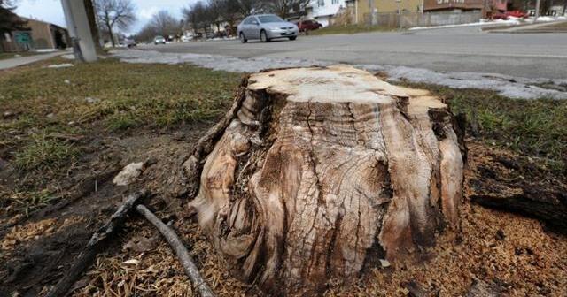 Hundreds of ash trees to be cut down this winter in Kitchener