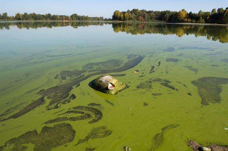 Blue-green algae reported at Conestogo Lake