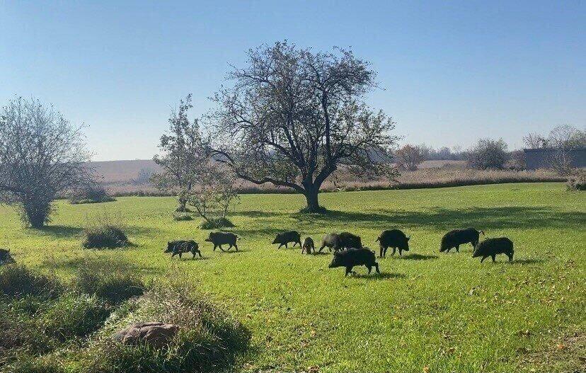 Are Canada’s invasive ‘super pigs’ taking over Ontario?