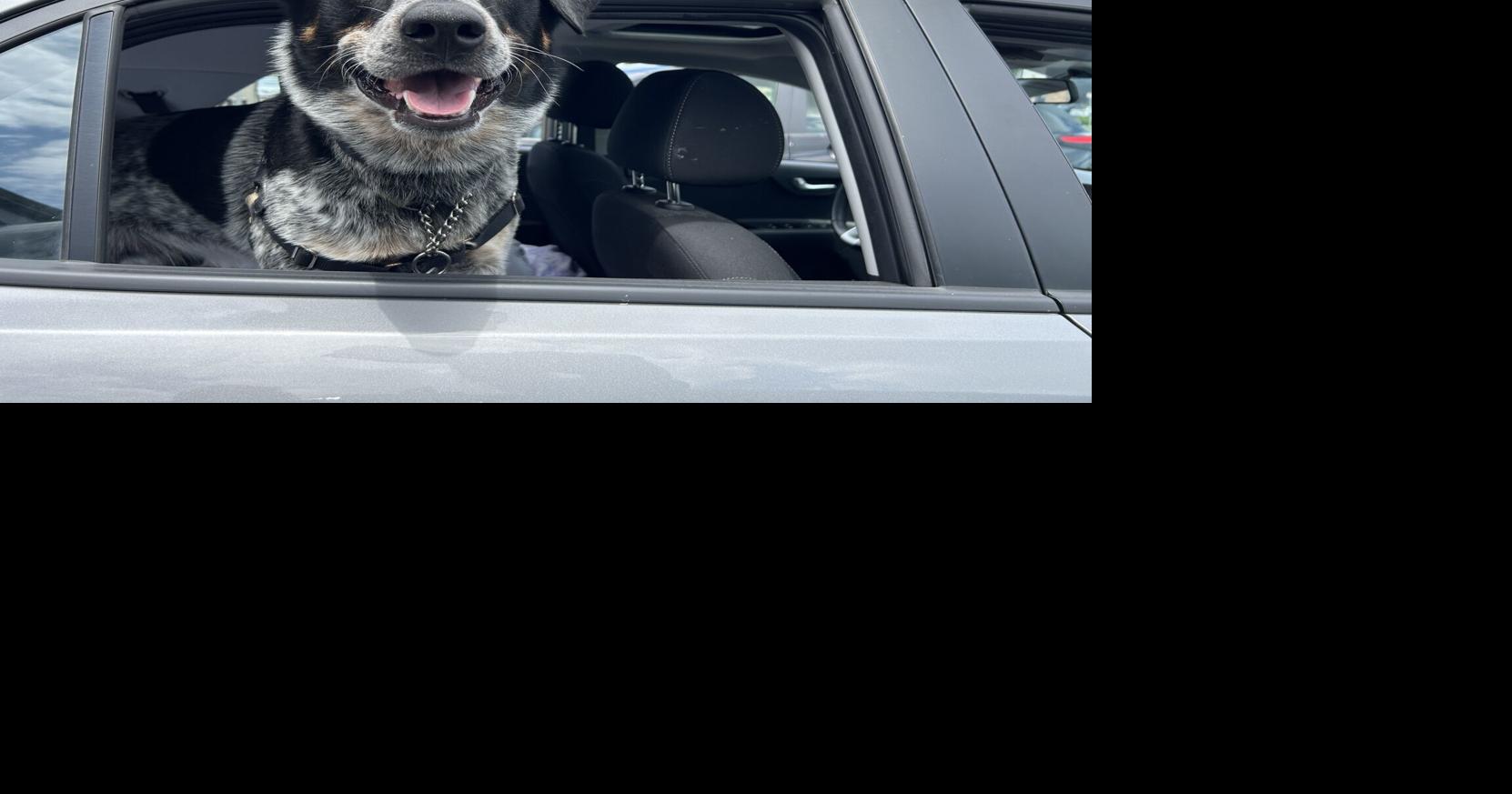 Guelph Humane Society says hot cars can be deadly for pets