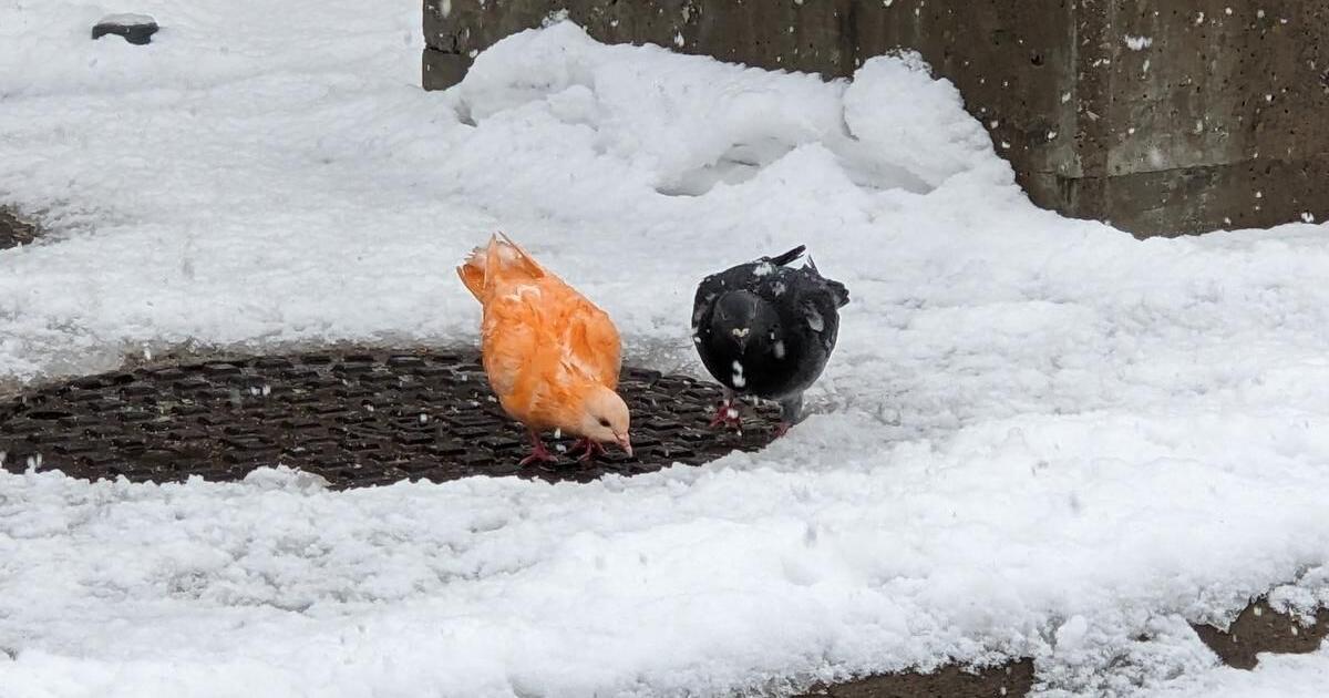 Orange pigeon flying around east Toronto is actually a dyed rock dove