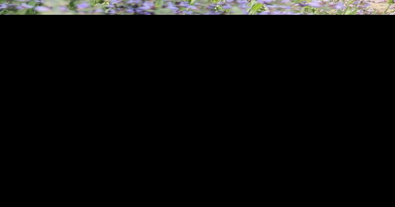 Land Back Camp, Region of Waterloo mark partnership in community garden