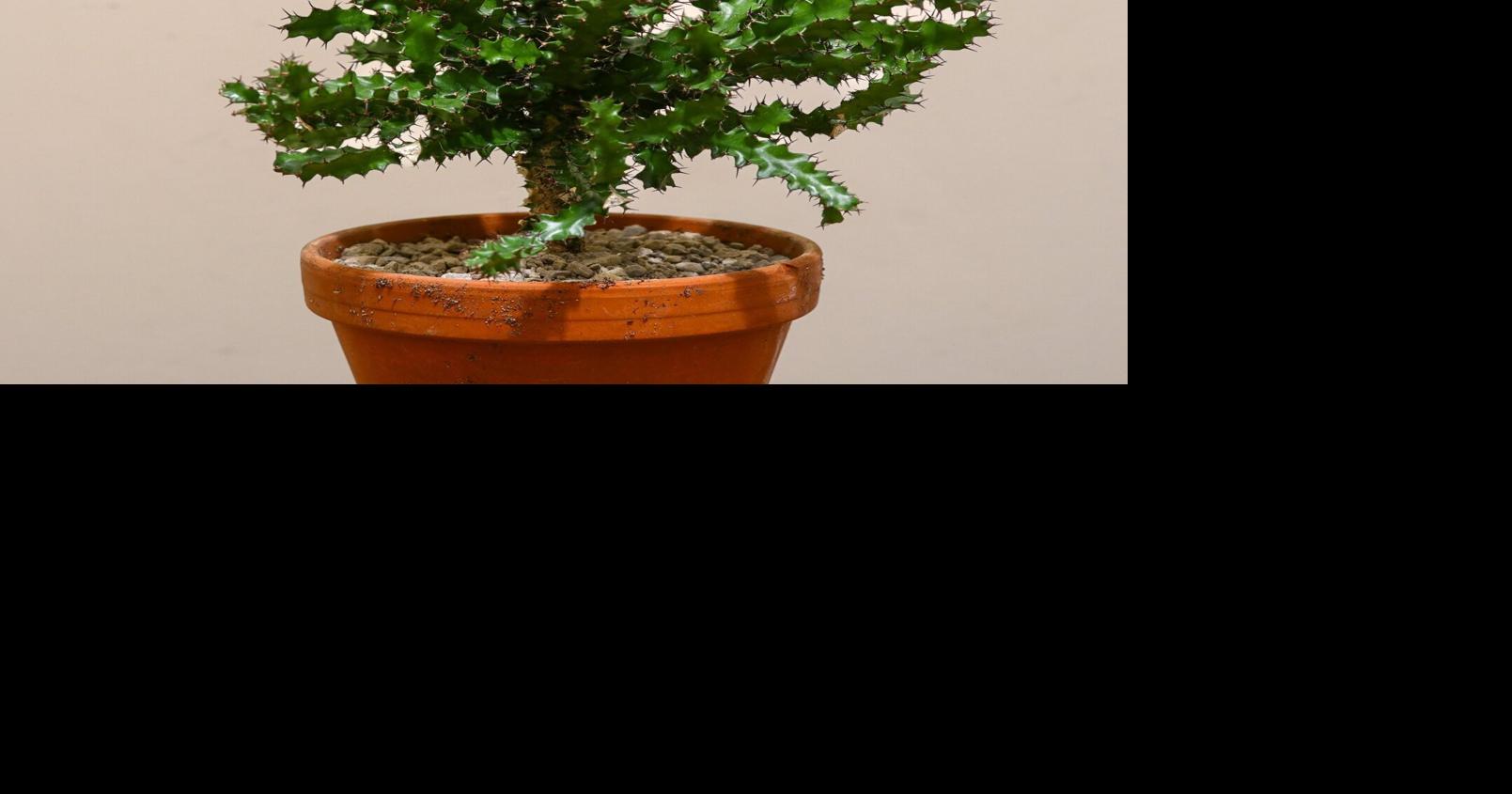 David Hobson discusses his passion for cacti and succulents