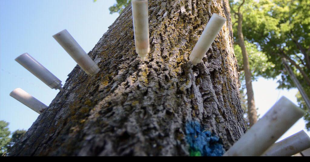 Injections to help curb emerald ash borer damage