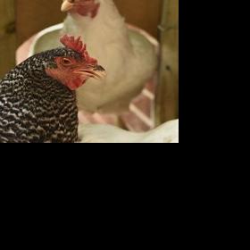 Might be time for chicken bylaw to fly the coop