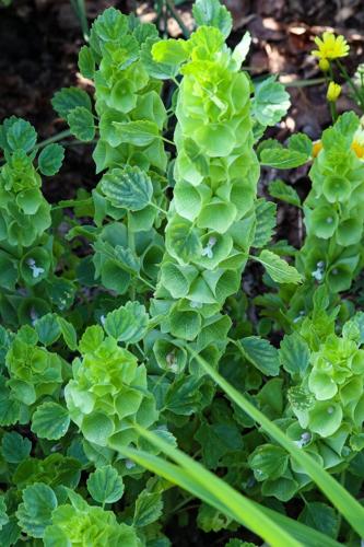 David Hobson discusses plants that have green flowers