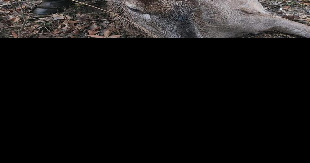 Redstone’s circle of life includes hunting | News | theredstonerocket.com