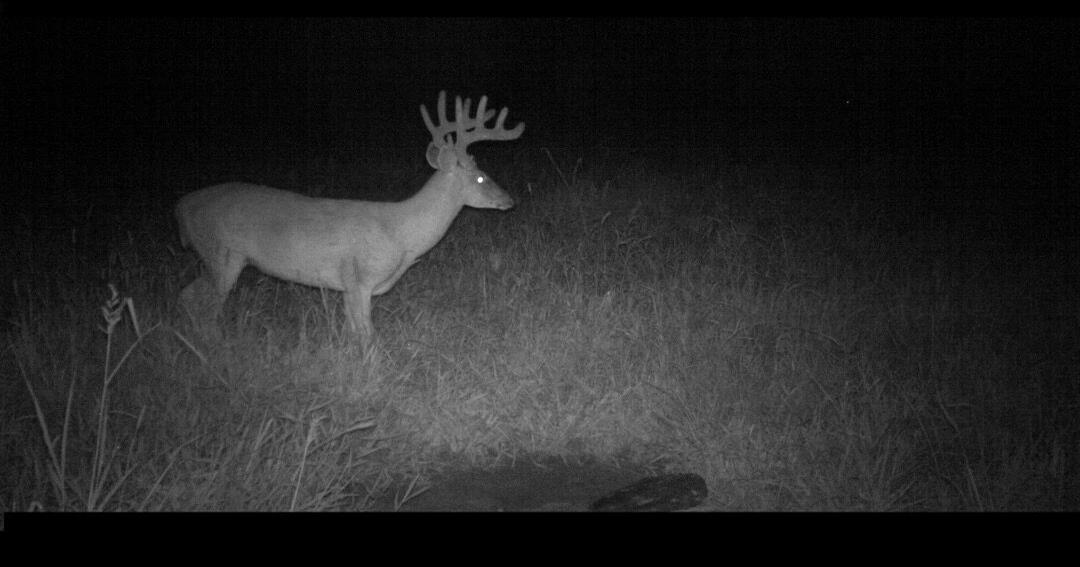 Deer on the move throughout Redstone | News | theredstonerocket.com