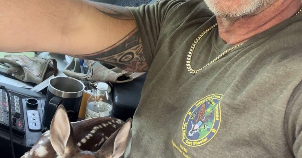Game warden rescues spotted fawn at Gate 7 | News | theredstonerocket.com