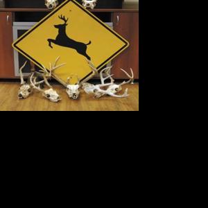 Drive defensively to avoid deer strikes | News | theredstonerocket.com