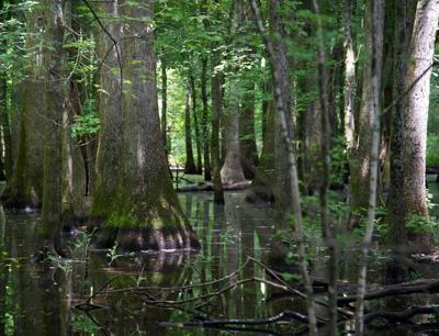 Redstone recognized for preserving trees for generations | News ...