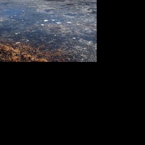 ice on arsenal wetlands along Path to Nature 1-22-2014 | Gallery ...