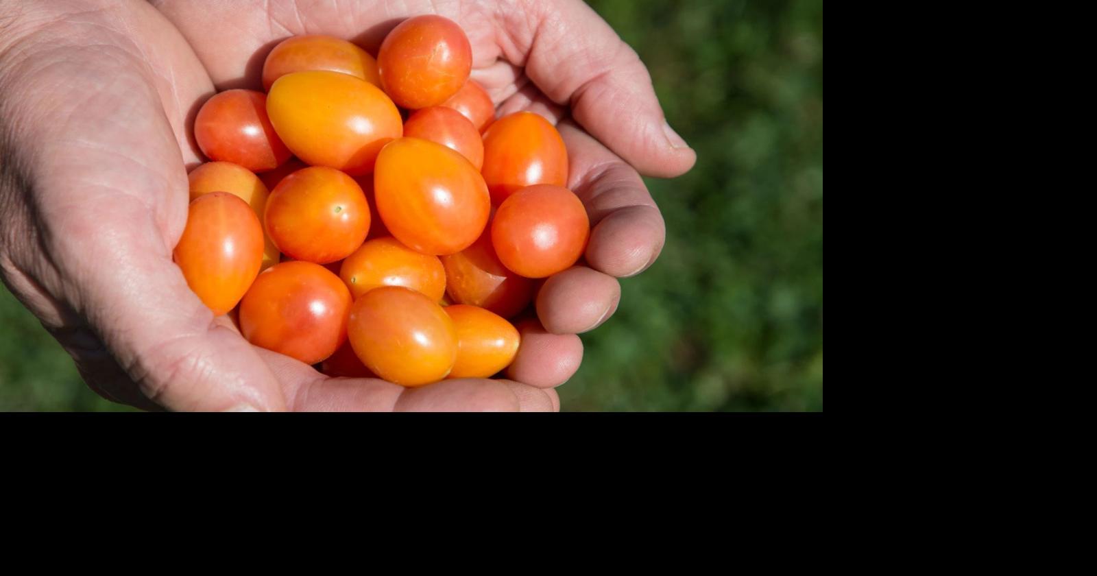 Rutgers scientists debut snackable tomato Scarlet Sunrise | Food ...