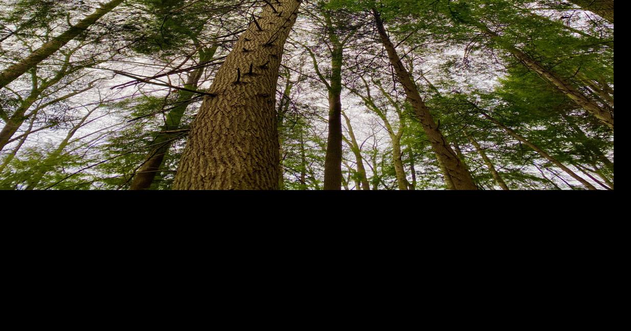 Outside: Hemlock stands are a church in the woods | Columns ...