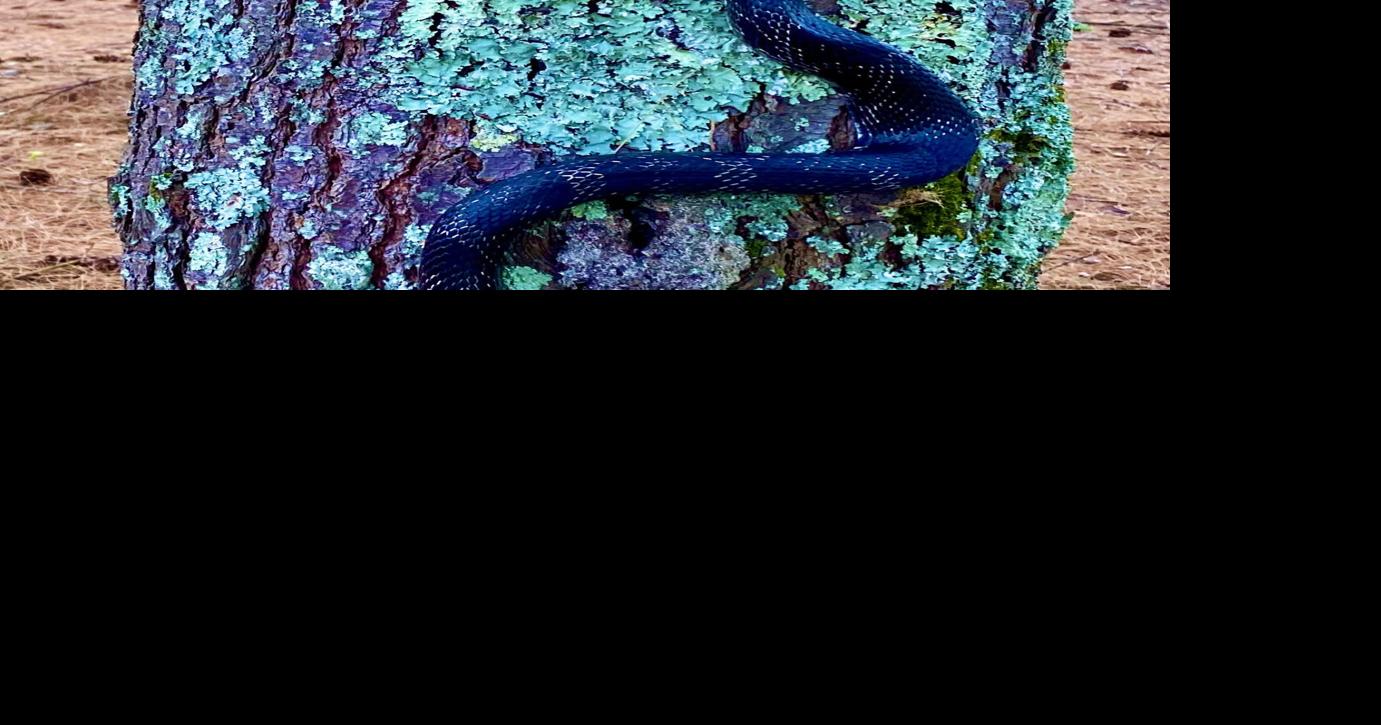 Outside: Snake Lore Dispelled | Education | therogersvillereview.com