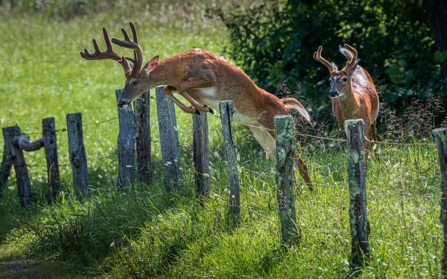 Gun hunting season for deer opens Saturday in Tennessee | Sports | therogersvillereview.com