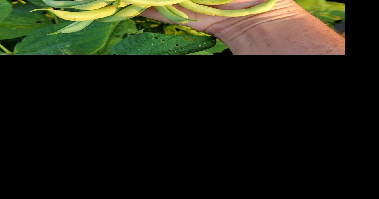 Tennessee Gardeners Test Varieties of Vegetables in Home Gardens ...