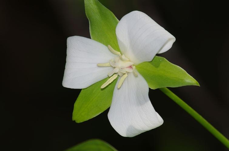 Delve into spring at Warriors' Path | Sports | therogersvillereview.com