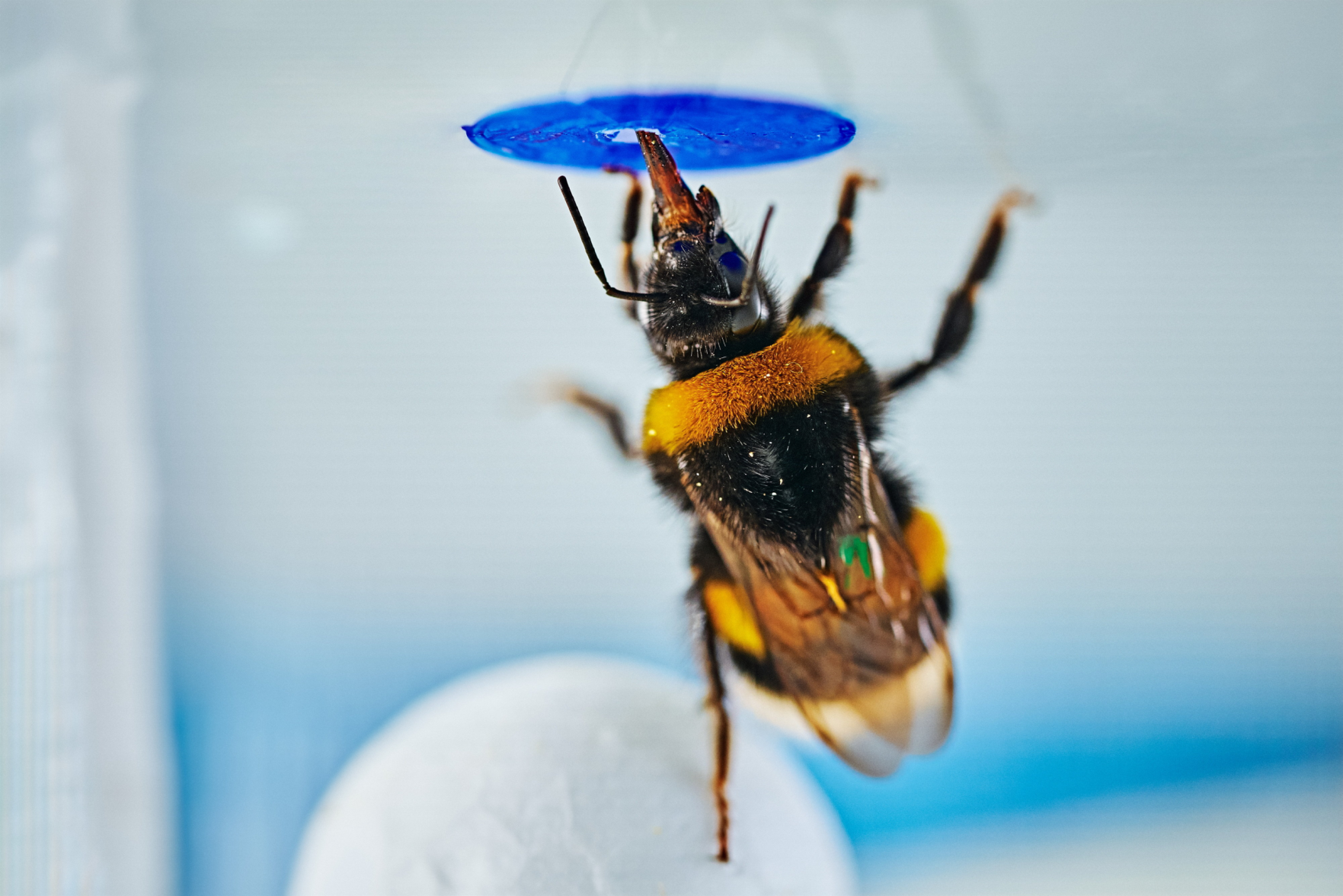 Scientists teach bumblebees how to ‘play football’ | National ...
