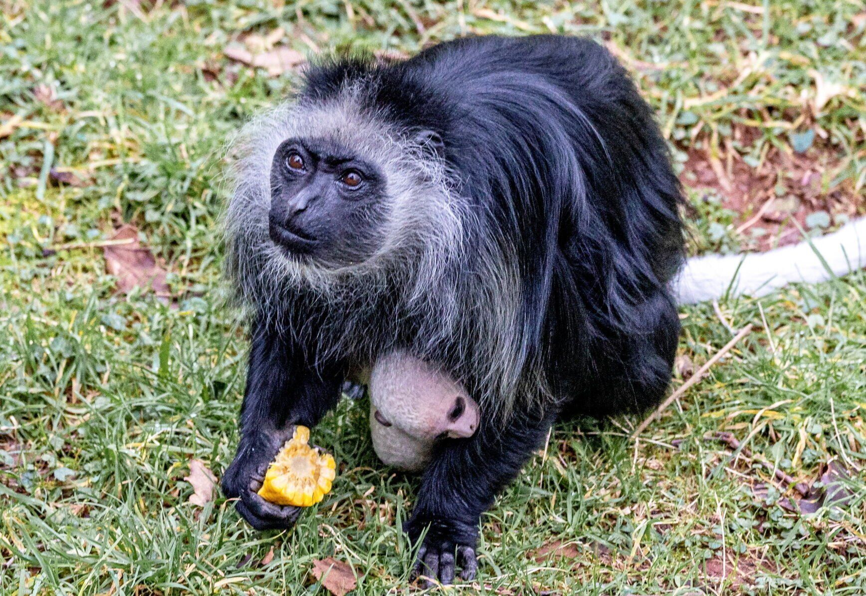 Extremely rare and endangered white monkey born at zoo | National ...