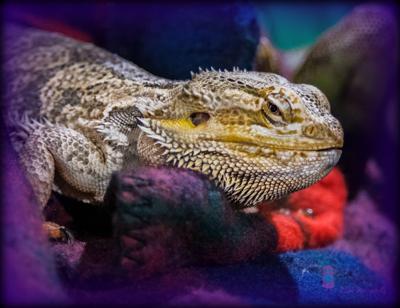 Cold Blooded: Repticon slithers into Knoxville for Jan. 20-21 event ...