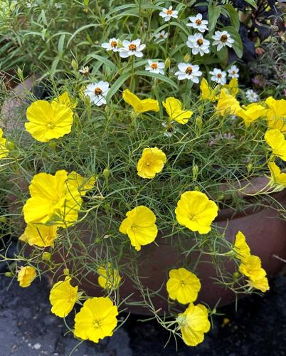 Grow Some Sunshine in Your Garden with a New Calylophus | Education ...