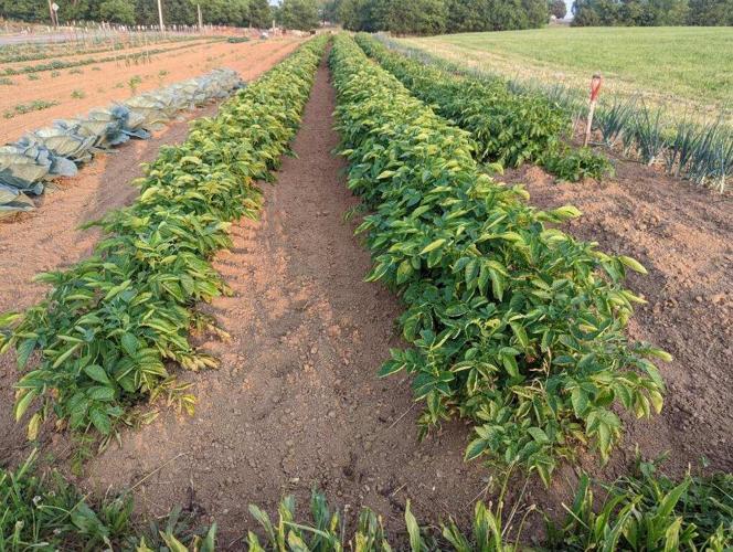 Bulls Gap's 'Little Produce Shack' is bigger than ever | Business ...