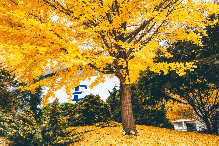 Plan autumn outings with ETSU’s fall color forecasts | Arts ...