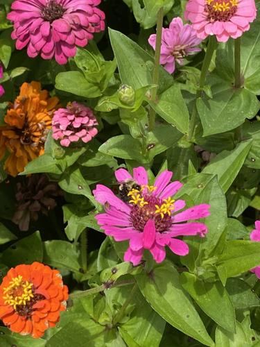 Flower Power: Eliza and Emery’s Flower Patch lets you pick your own ...