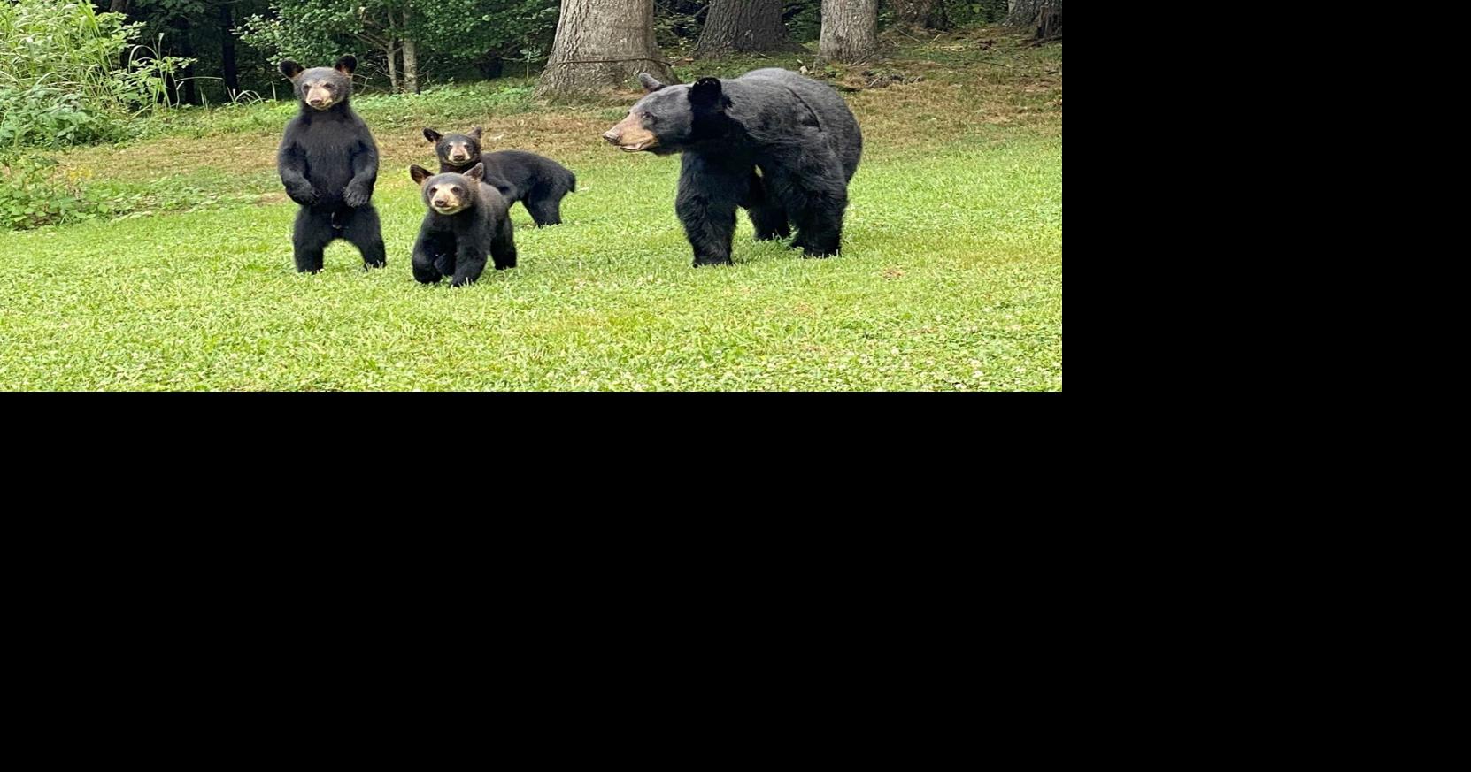 PHOTO GALLERY: Public invited to vote for TWRA's 2023 calendar wildlife ...