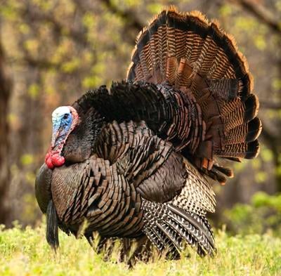 Outdoor Notes: Spring turkey season opens April 13 | Sports ...