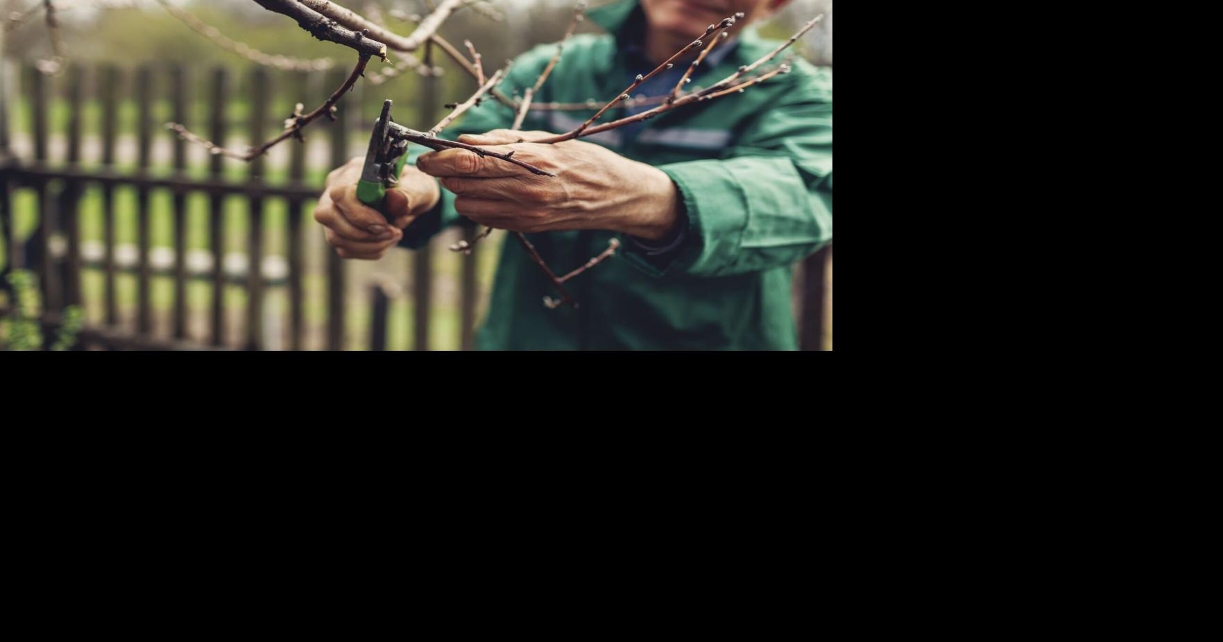 Spring Home & Garden: Spring Pruning Tips | Business ...