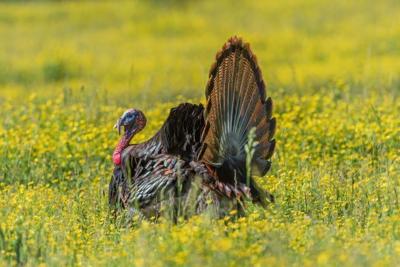 Public invited to take part in wild turkey observation survey | Sports ...