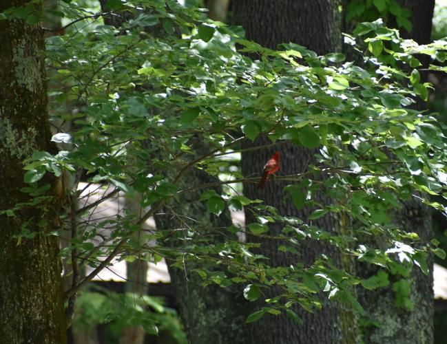Get Outdoors: Laurel Run Park is a natural treasure | Sports ...
