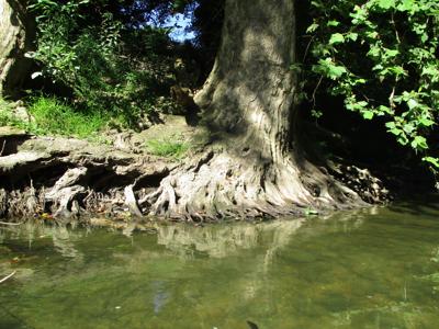 Outside: Tree roots are an astonishingly complex and elegant life ...
