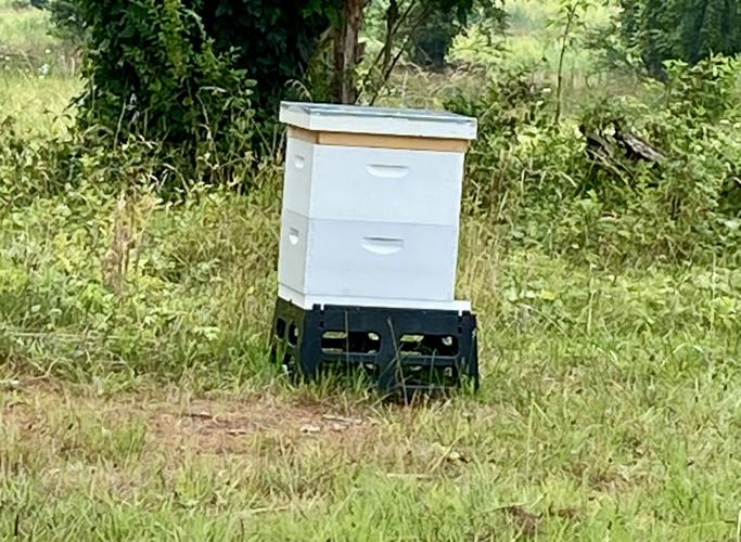HalleluYah Farms Organics Include Bees For Pollination And Local Honey ...