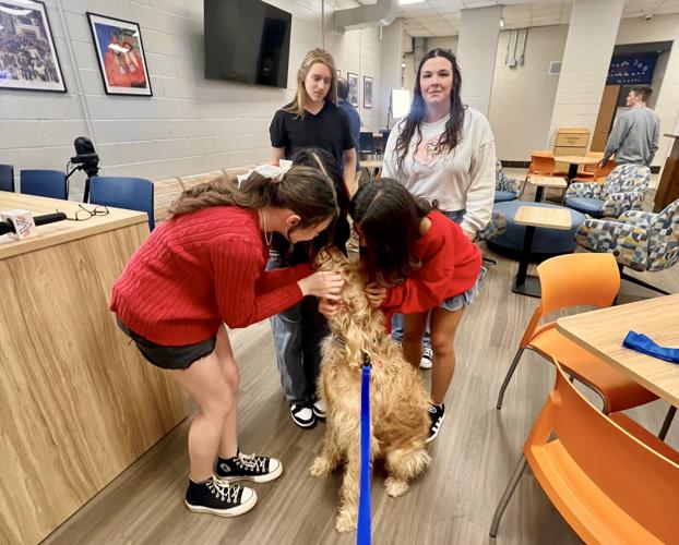 Archie brings 'a sense of calm': New therapy dog spreading smiles ...