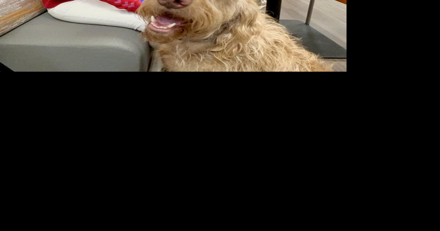 Archie brings 'a sense of calm': New therapy dog spreading smiles ...