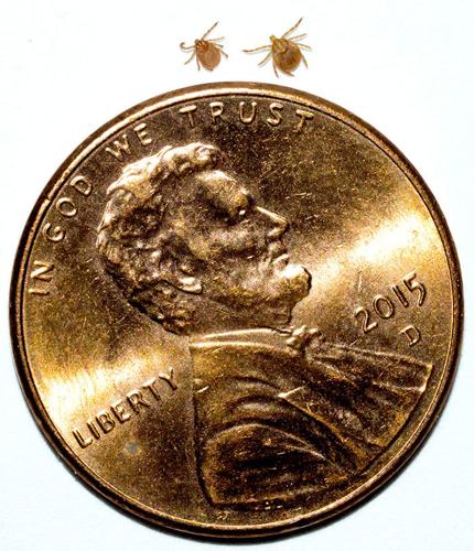 Outside: Tick season is getting longer | Columns | therogersvillereview.com