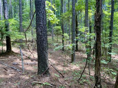 Forest Inventory Underway on Tennessee State Forests | Business ...