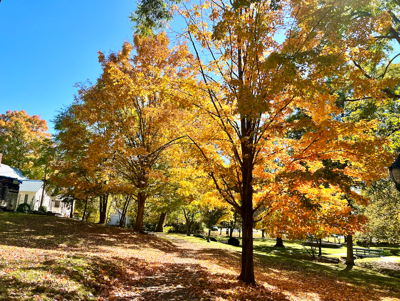 Peak fall color in lower elevations projected next week | Arts ...