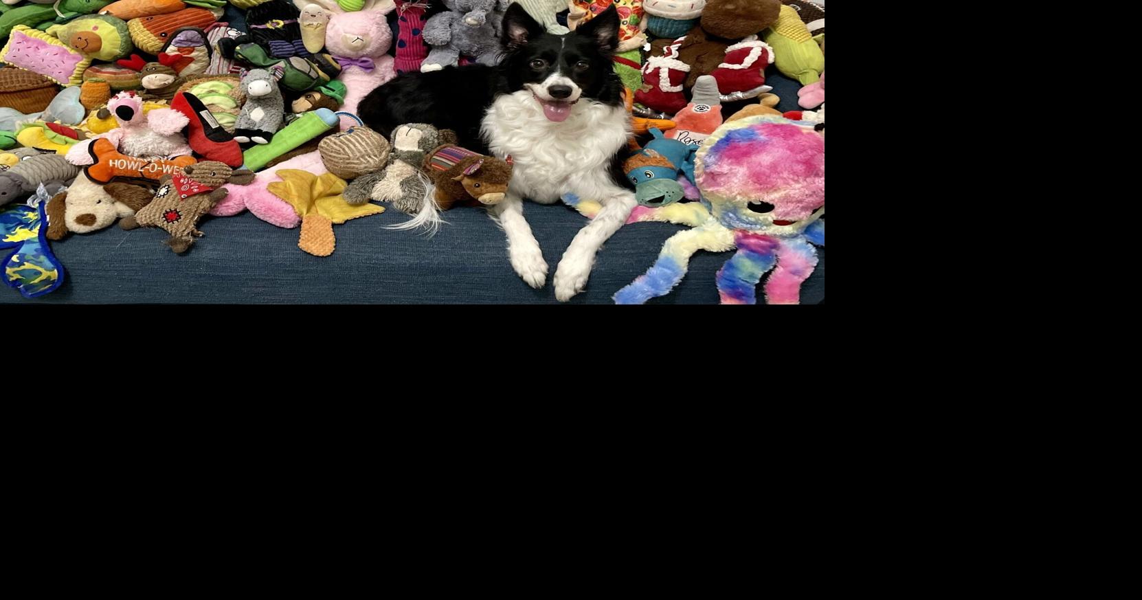 Dogs learn new words by eavesdropping on their owners | National ...