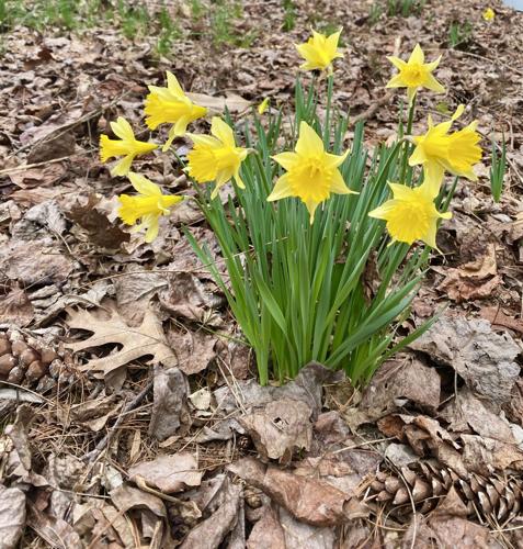 Outside: Daffodils are the Harbingers of Spring | Columns ...