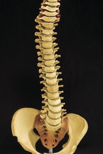 human bone marrow real