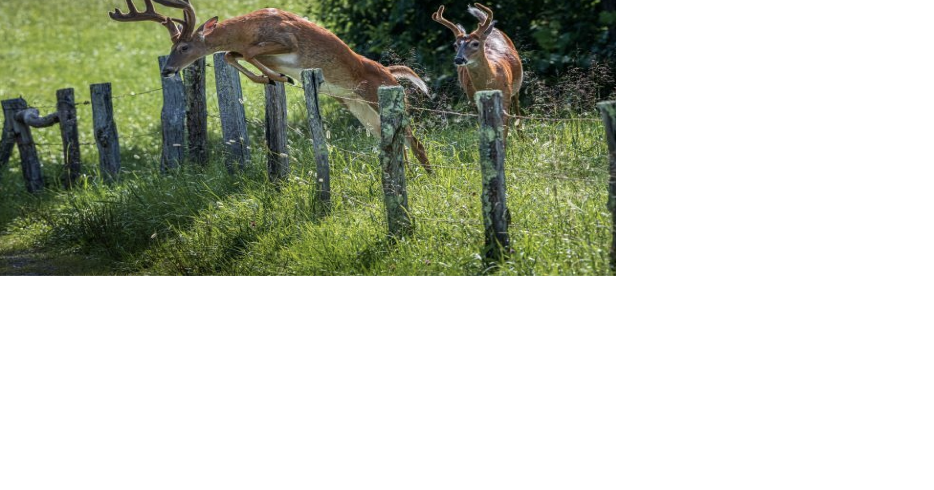 Don’t veer for deer: AAA safety tips for drivers to avoid deer ...