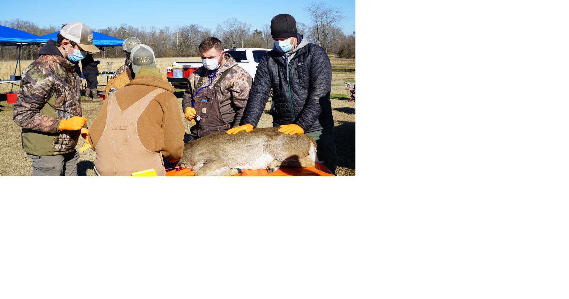 UT Researchers Study Disease Transmission Among White-Tailed Deer ...