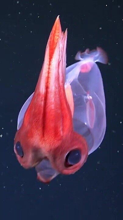 Science expedition reveals tiny transparent squid with wild look ...
