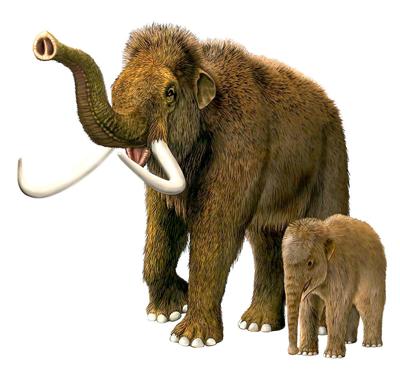 ancient mammoth