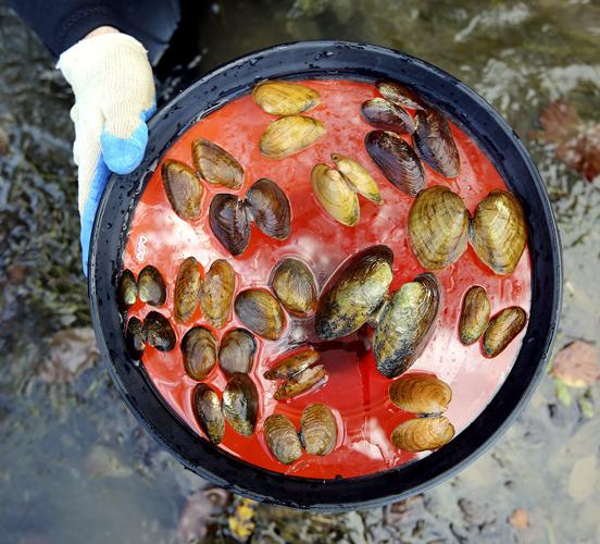 Scientists seeking cause of mussel die-off in Clinch River ...
