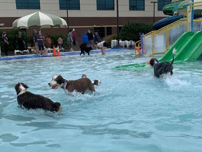 Kingsport Aquatic Center hosts two-day 'Drool Party' for dogs to swim ...